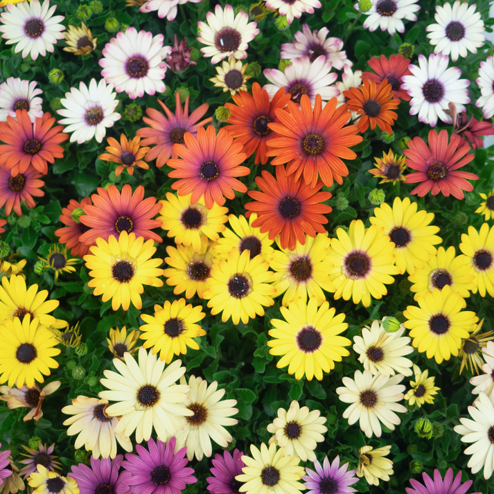 African Daisy Aurantiaca Mix - 0.1 gram – Jonquil