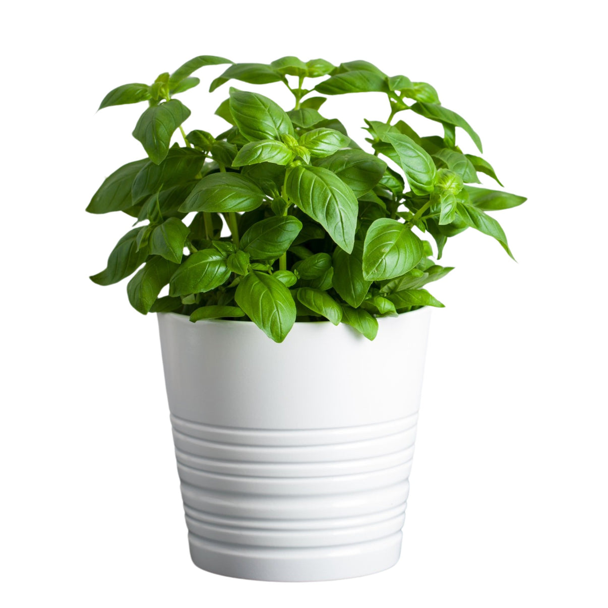 Basil Newton - 50 Seeds – Jonquil
