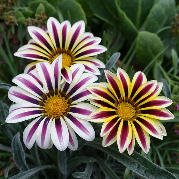 Gazania Kiss Flame Mix - 5 Seeds – Jonquil